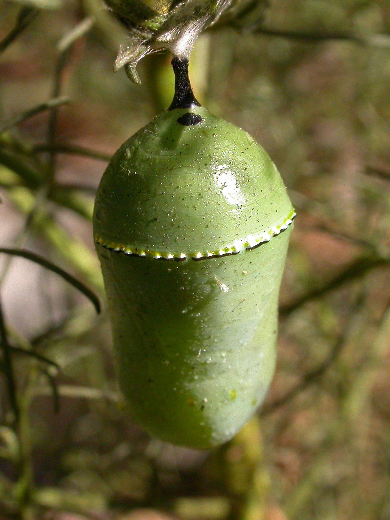 Biogenus - Lexique - Pour enrichir ton vocabulaire sur la biodiversité
