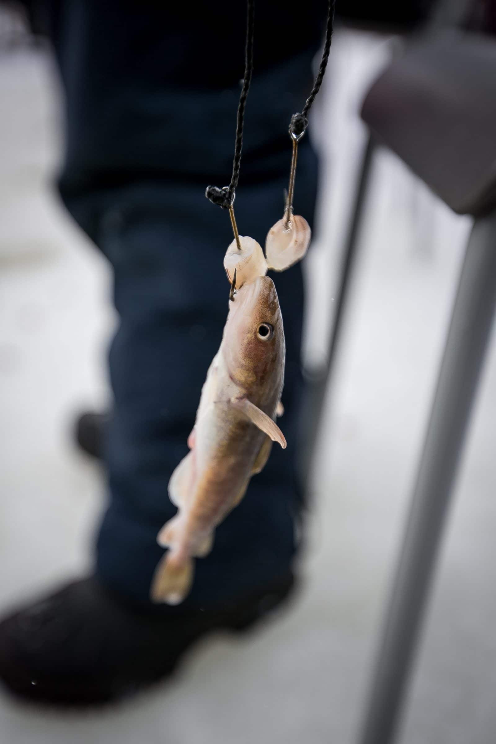 Biogenus - Animaux vertébrés - Fiche du poulamon atlantique